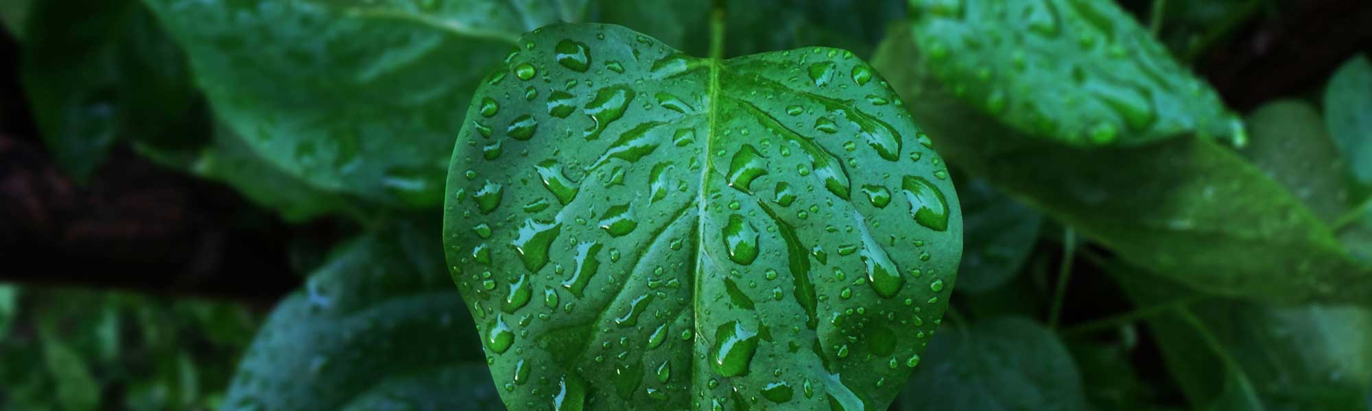 Sustainability - Silvercote